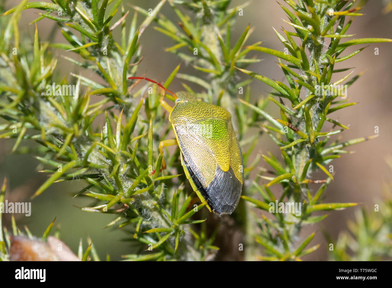 Piezodorus lituratus, Gorse Shieldbug (shield bug), an insect in the Pentomidae family, on gorse ...