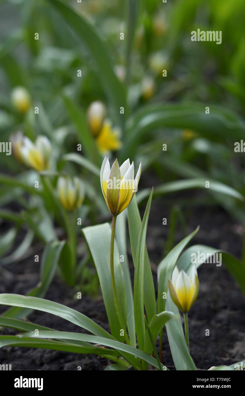 Flowering of the first perennial tulips in spring Stock Photo - Alamy