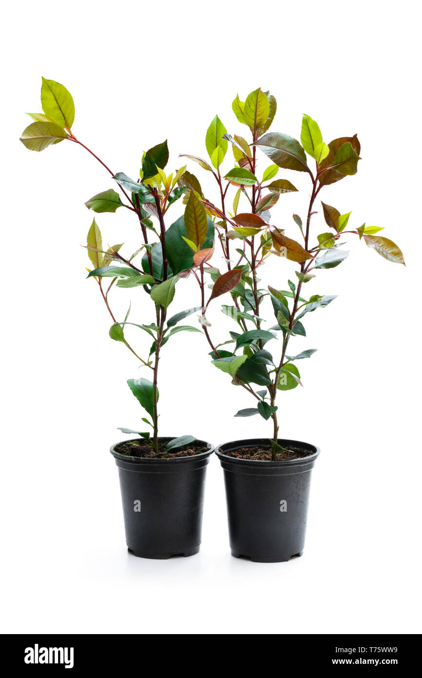 Photinia red robin pot hi-res stock photography and images - Alamy