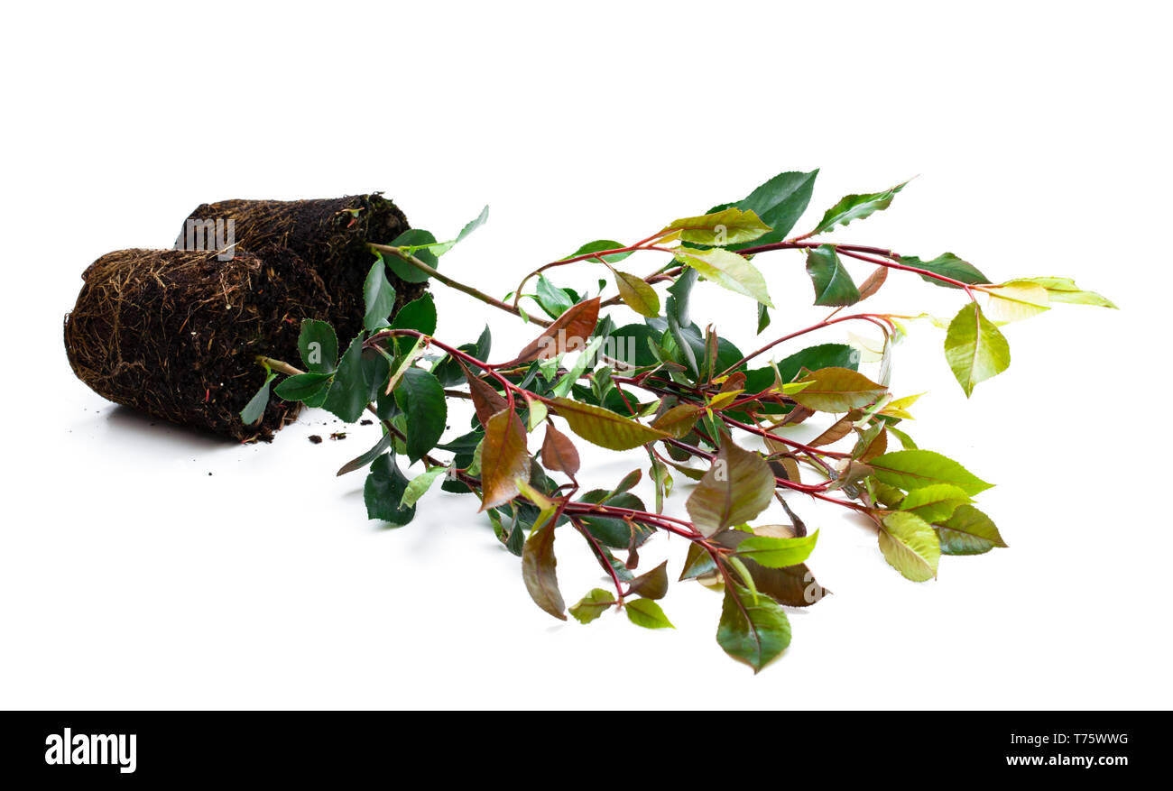 Photinia red robin hedge hi-res stock photography and images - Alamy