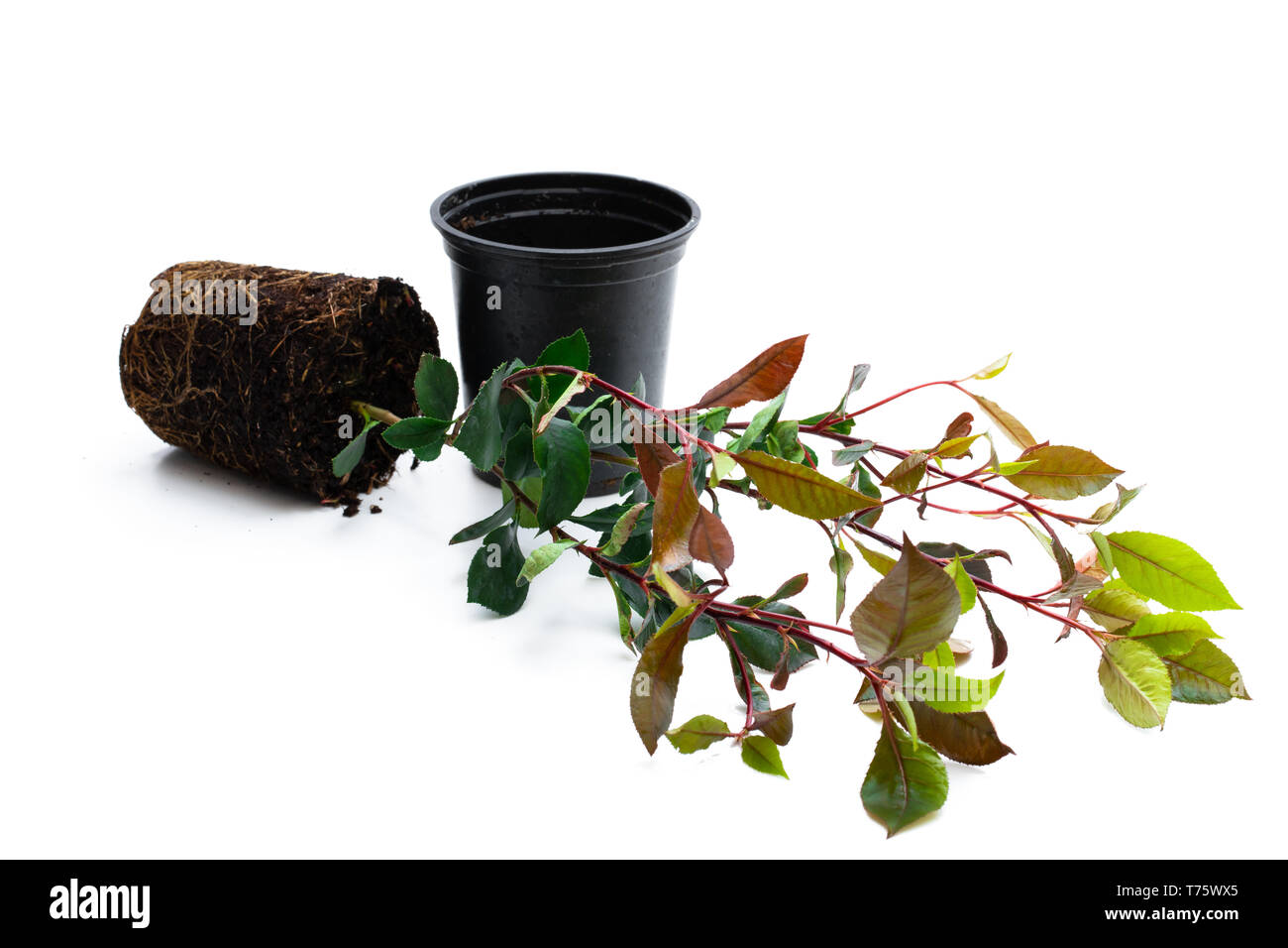 Photinia plant in black pot isolated on white. Ready for planting Stock ...