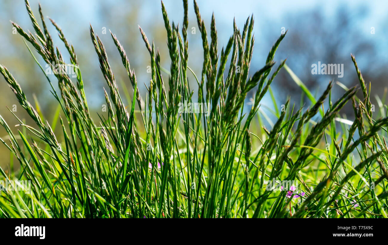 Fever grass hi-res stock photography and images - Alamy