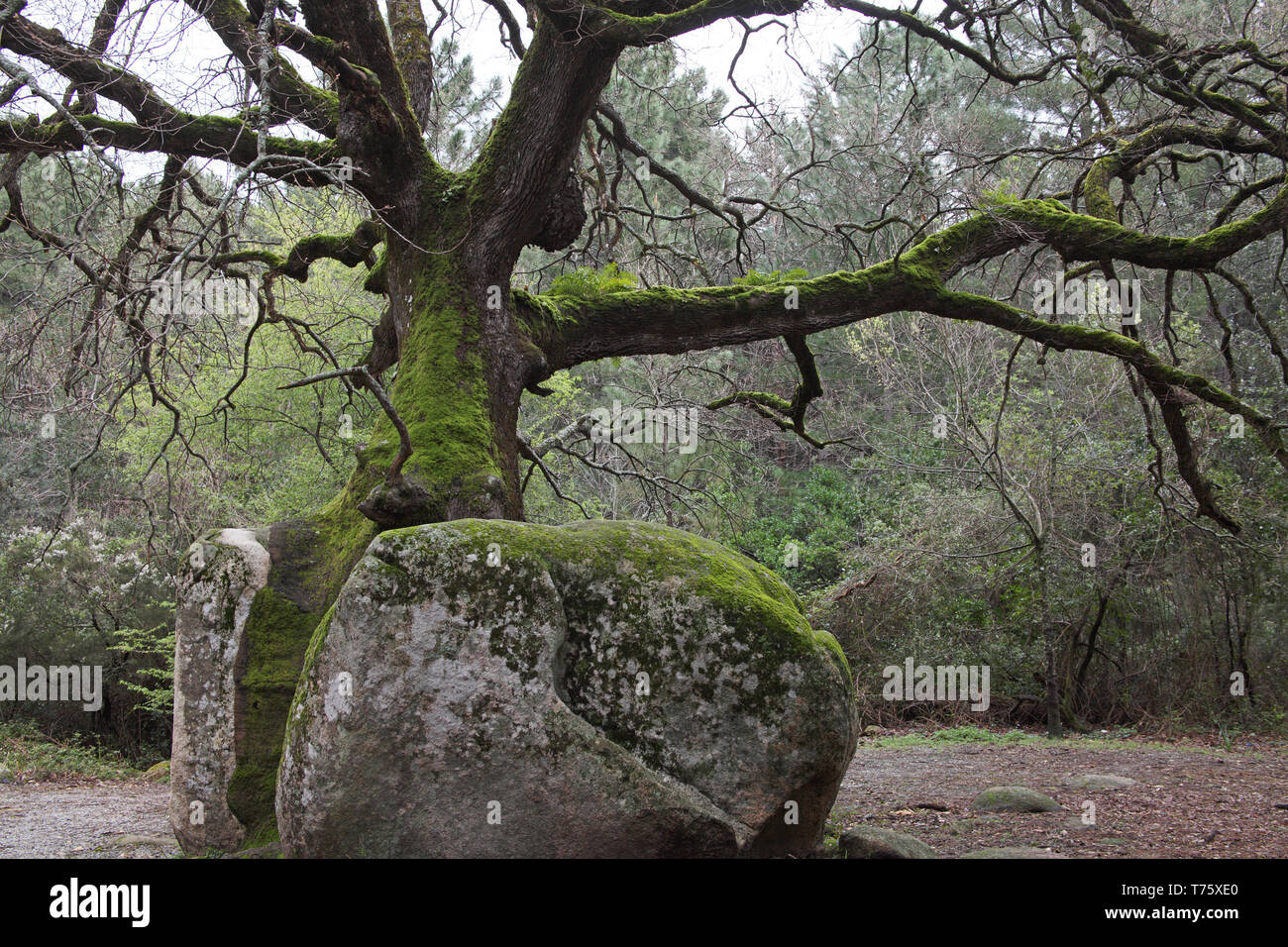 Rock split by growth of ancient tree Parc Naturel Regional de Corse ...