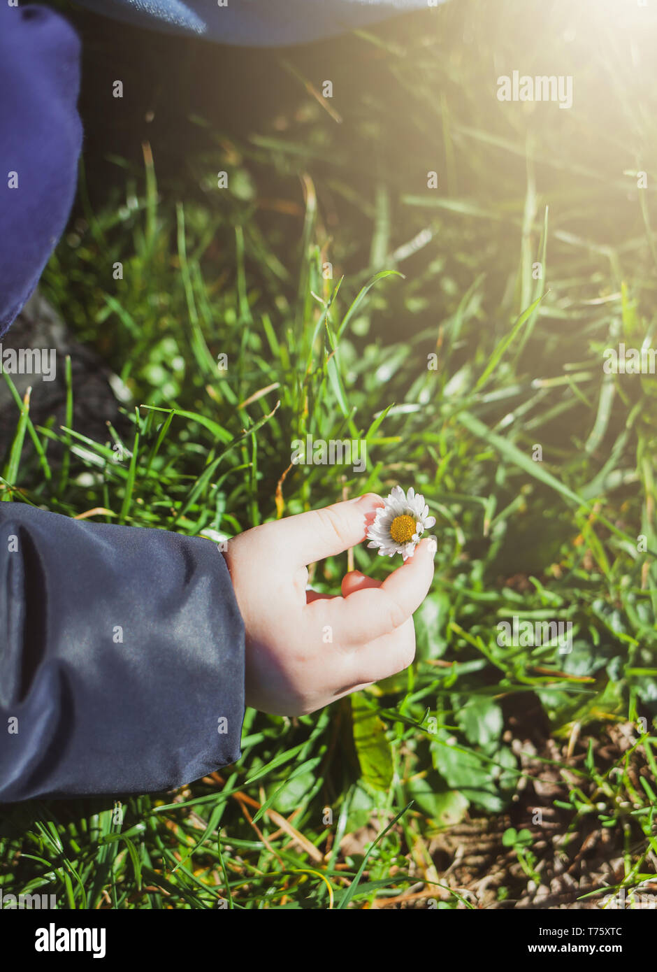 Hand of child pickin a daisy flower Stock Photo - Alamy