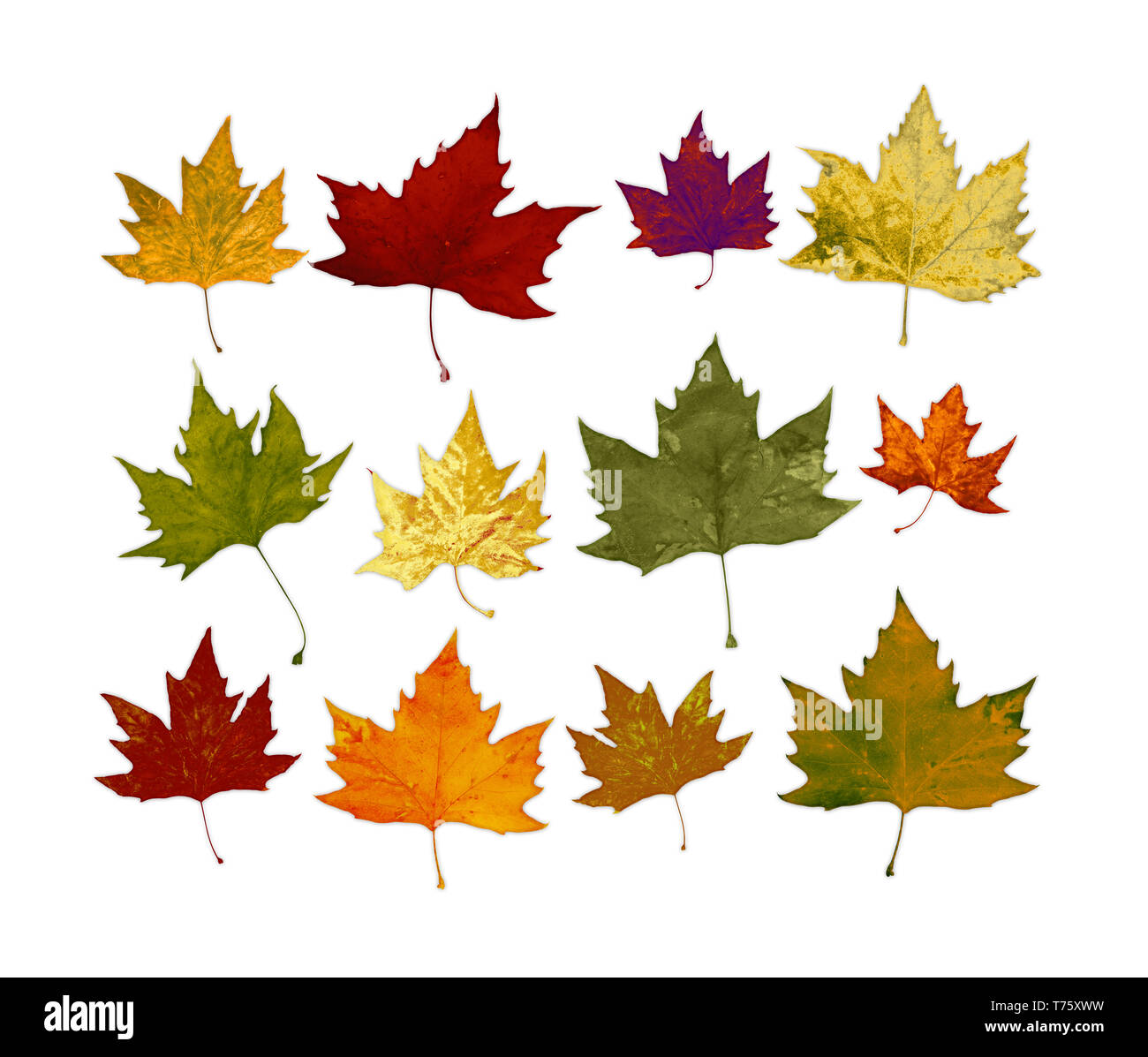 Colorful autumn fall leaves individually isolated on white background ...