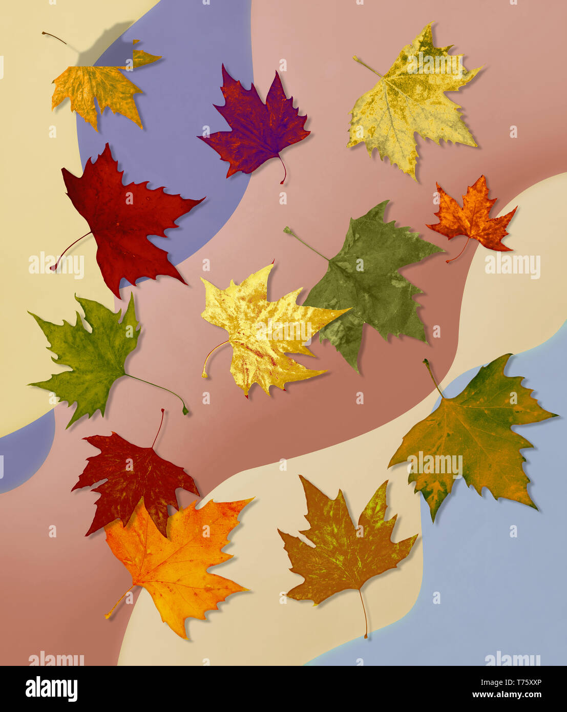 Colorful autumn fall leaves individually isolated on white background ...