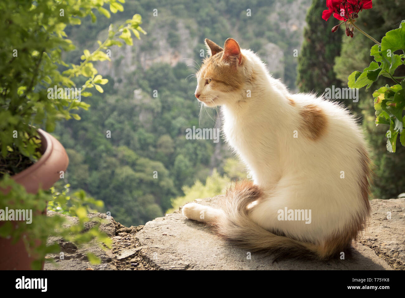 Cat on a terrace hi-res stock photography and images - Alamy
