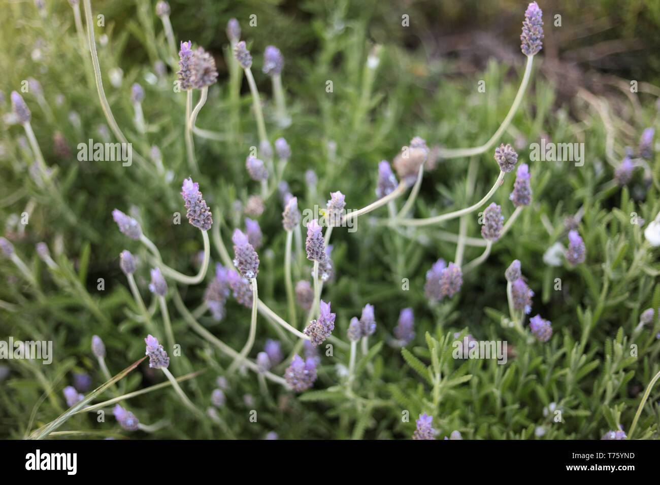 Heal the bay hi-res stock photography and images - Alamy