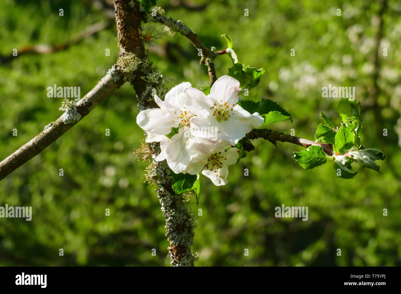 Apfel am baum hi-res stock photography and images - Alamy