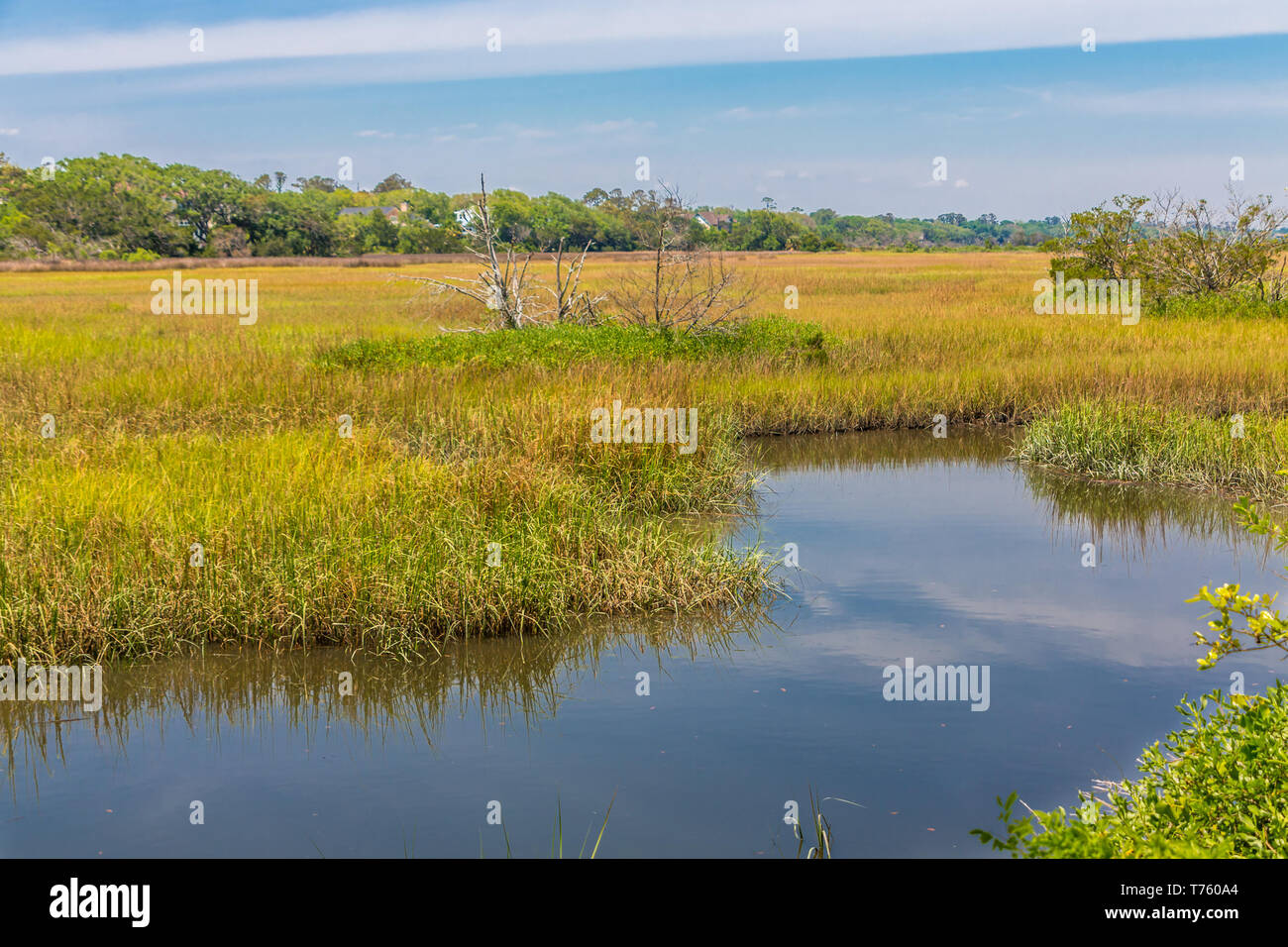Sawgrass marsh hi-res stock photography and images - Alamy