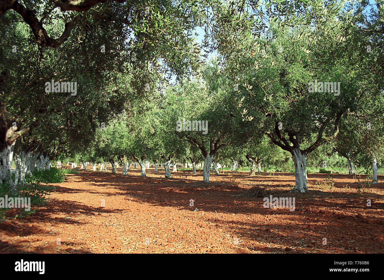 Messinian peninsula hi-res stock photography and images - Alamy