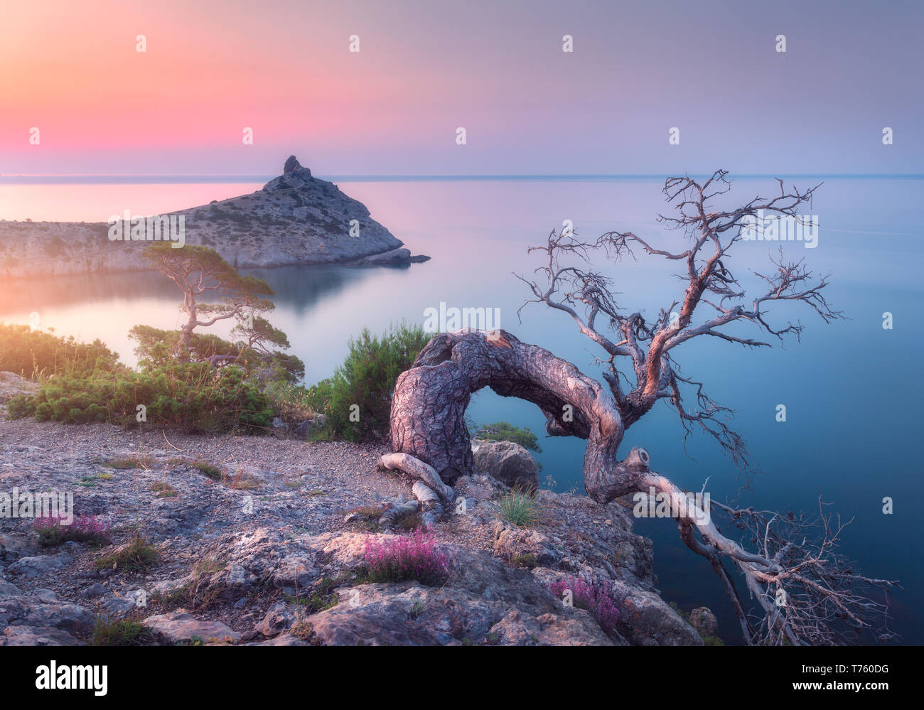 Tree growing rock blue sky background hi-res stock photography and ...