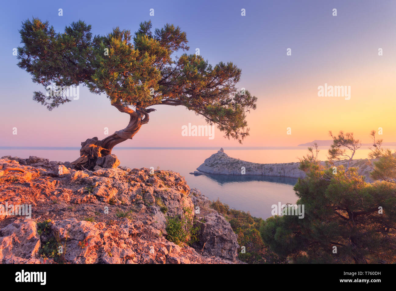 Amazing tree growing out of the rock at sunrise. Colorful landscape ...