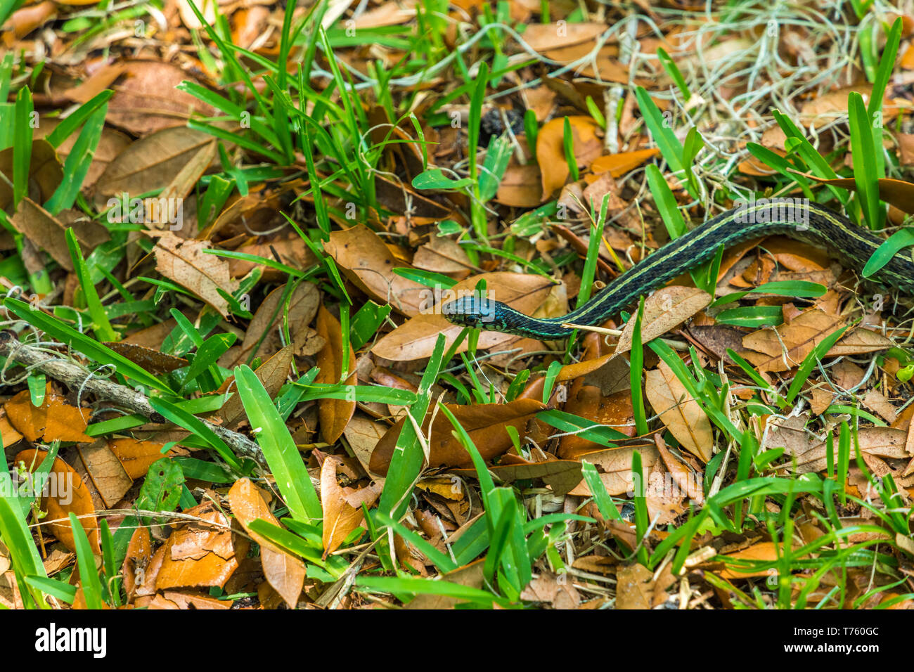 Common grass snake hi-res stock photography and images - Alamy