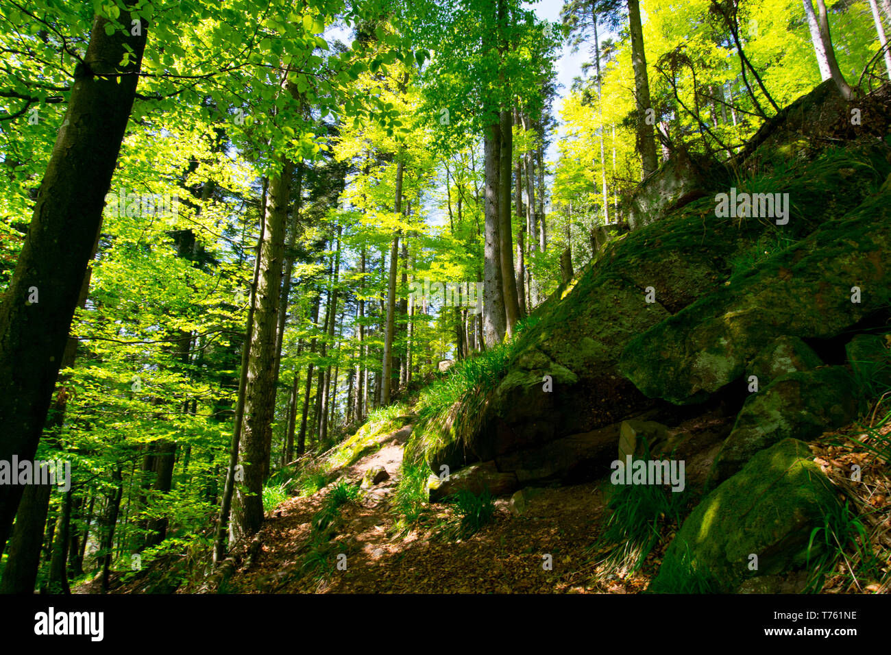 Beautiful spring forest hi-res stock photography and images - Alamy