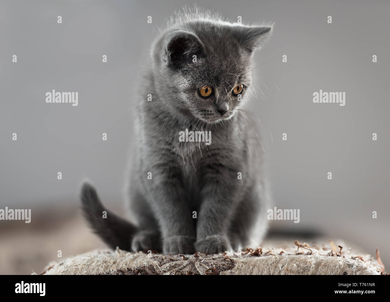 Beautiful cute british cat lying hi-res stock photography and images ...