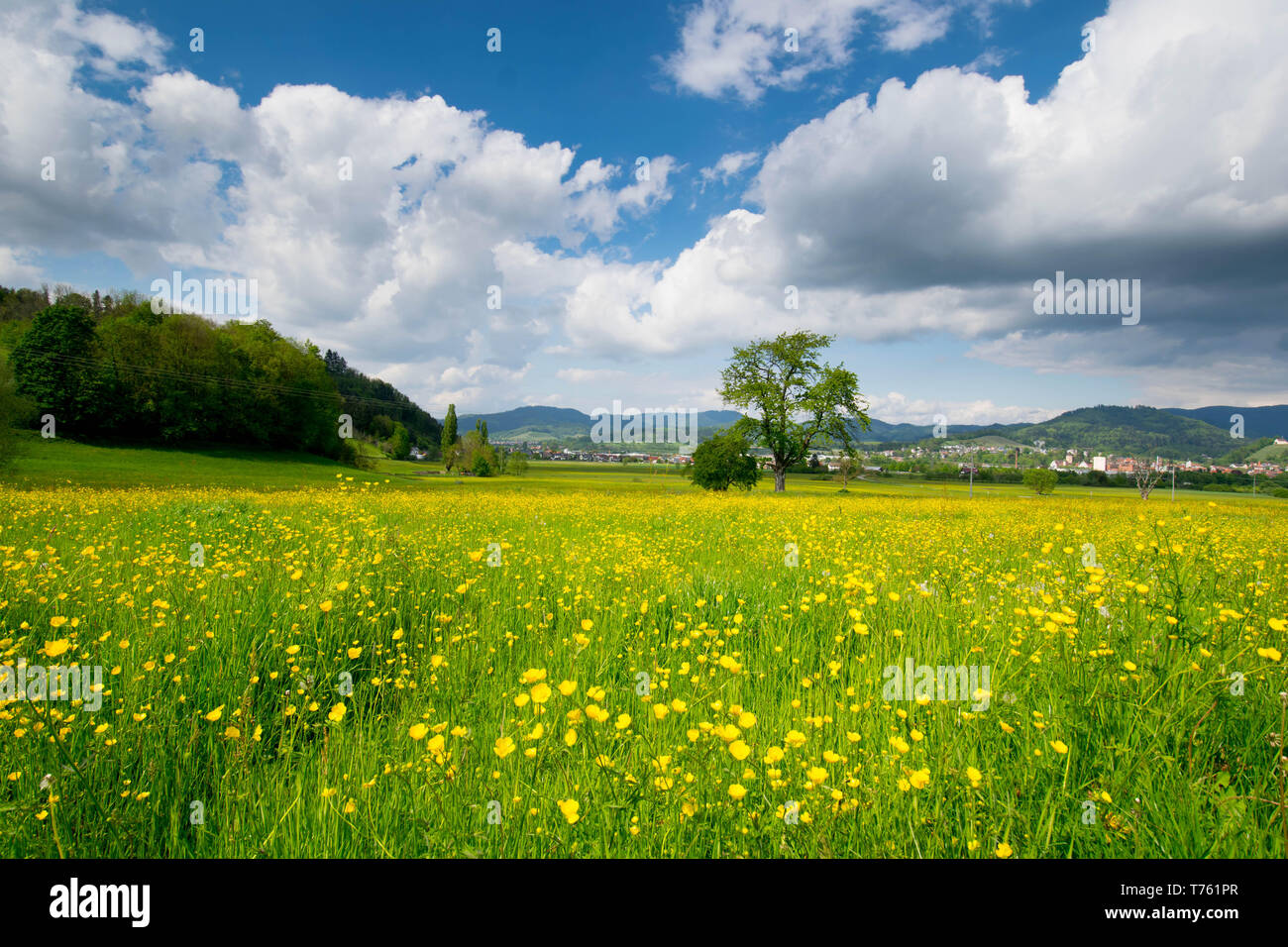 Spring meadow flowers forest germany hi-res stock photography and ...