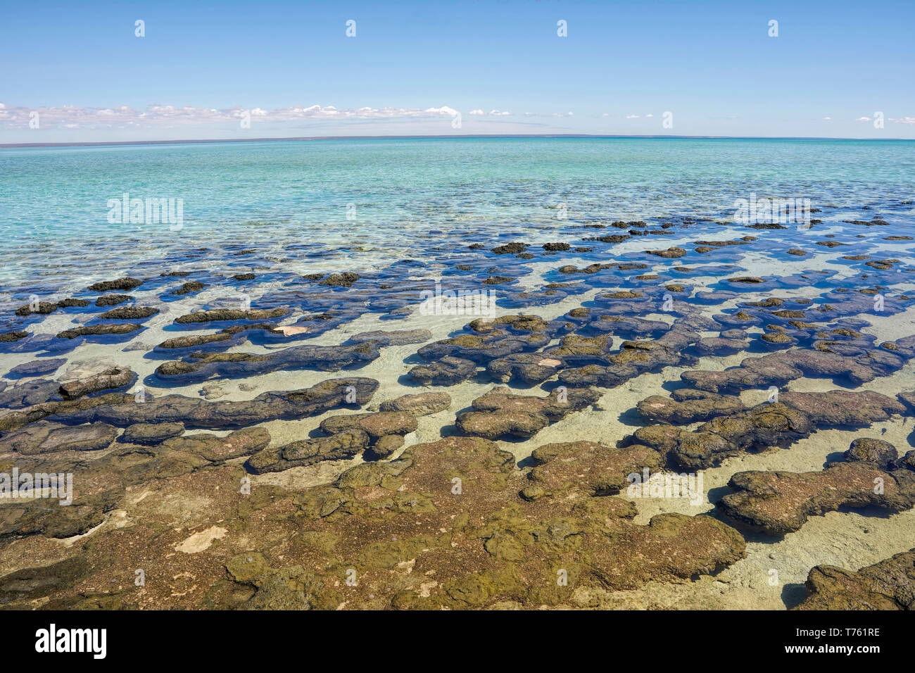 Hamelin pool stromatolites hi-res stock photography and images - Alamy