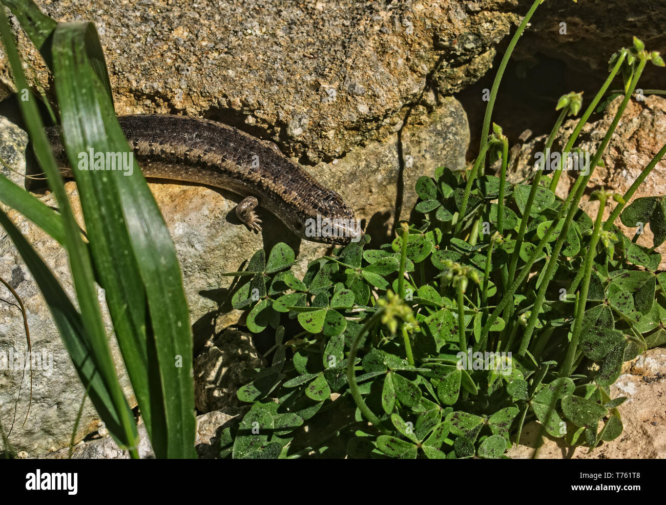 The Malta Lizard. A typical Maltese lizard hiding in the rocks Stock ...