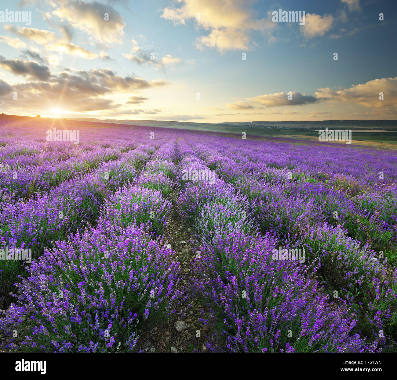 Meadow of lavender. Nature composition Stock Photo - Alamy