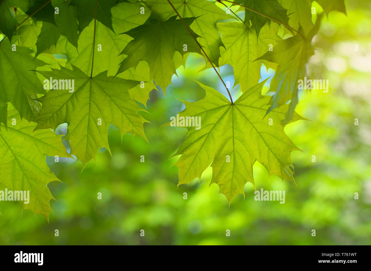 Spring leaf of maple. Composition of nature Stock Photo - Alamy