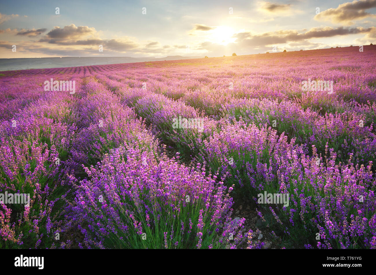 Meadow of lavender. Nature composition Stock Photo - Alamy