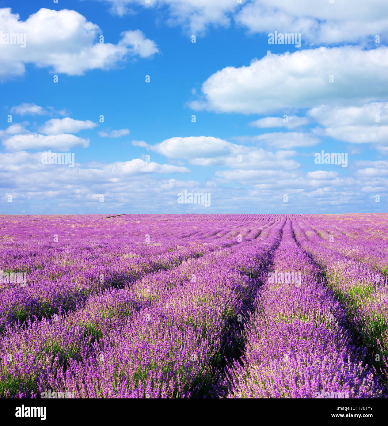 Spring time nature hi-res stock photography and images - Alamy