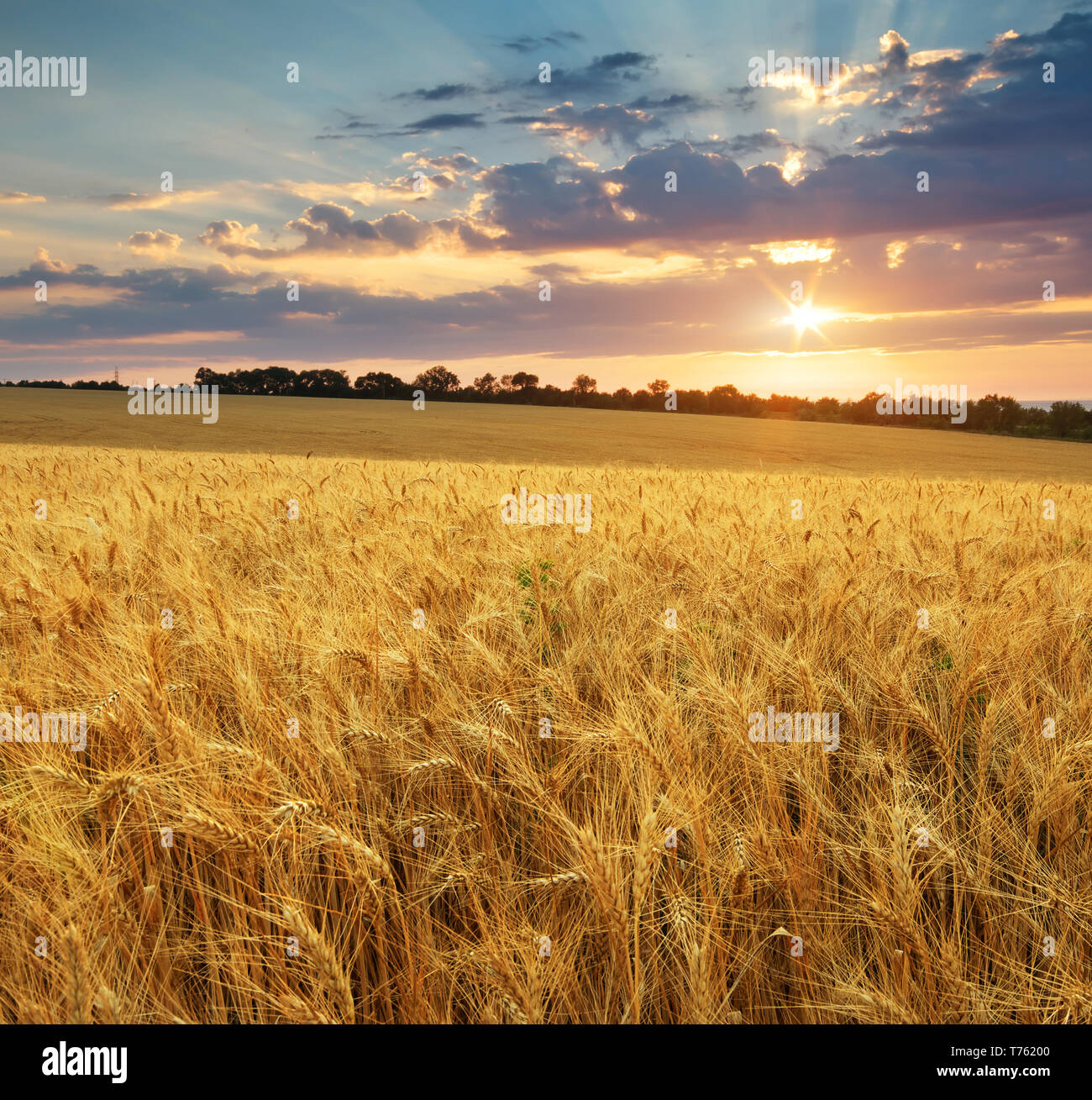 Meadow of wheat. Nature composition Stock Photo - Alamy