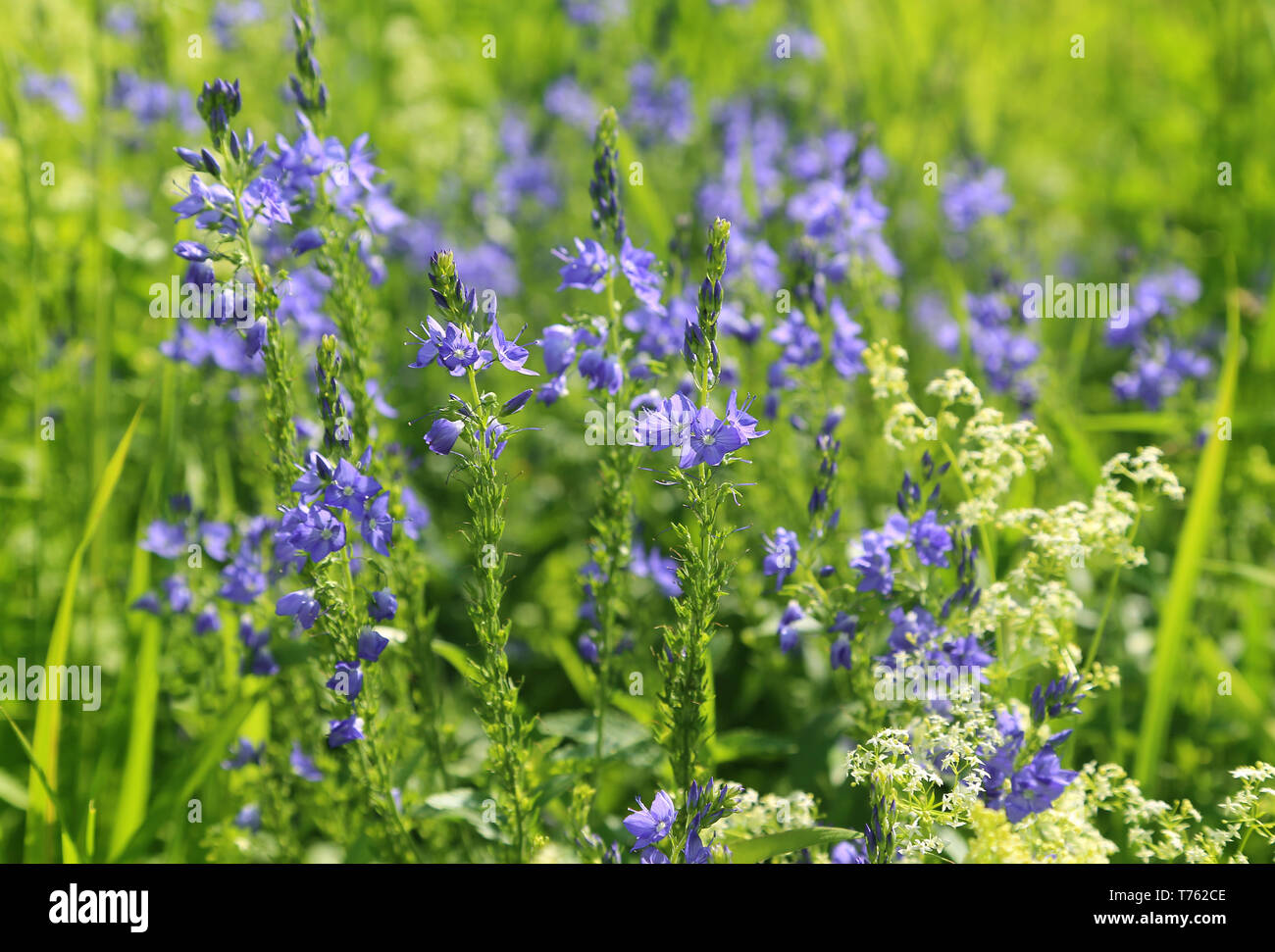 Beautiful wildflowers growing in a summer meadow Stock Photo - Alamy