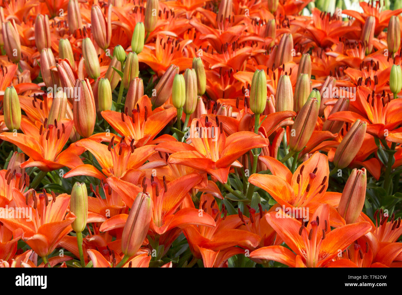A flower bed of beautiful red lillies Stock Photo - Alamy