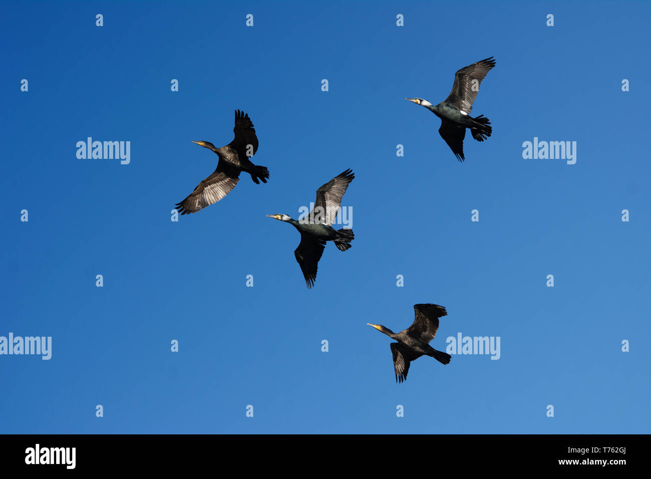 A flock of great cormorants Stock Photo - Alamy