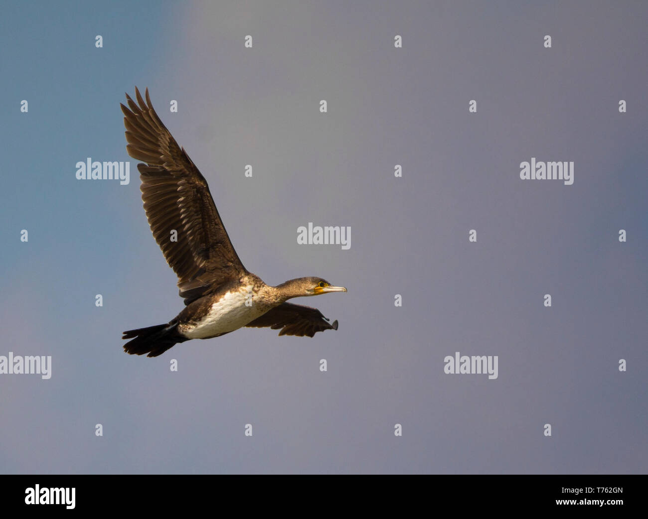 Australian great cormorant hi-res stock photography and images - Alamy