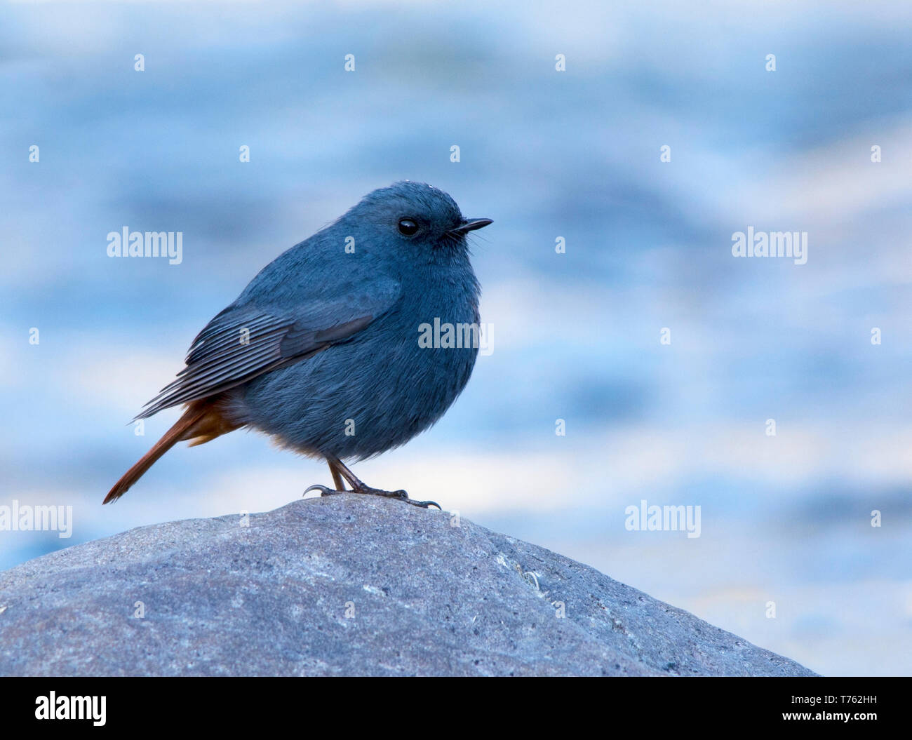 Indian blue robin hi-res stock photography and images - Alamy