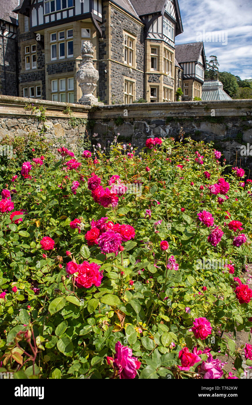 Roses in front of Bodnant Hall at Bodnant Gardens in Wales, UK Stock ...