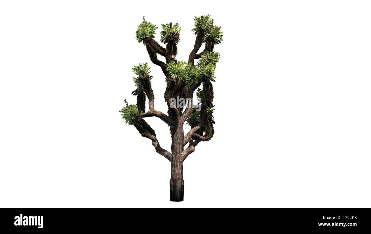 Joshua tree - isolated on white background Stock Photo - Alamy