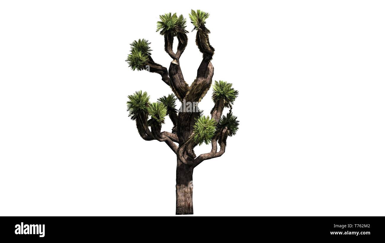 Joshua tree - isolated on white background Stock Photo - Alamy