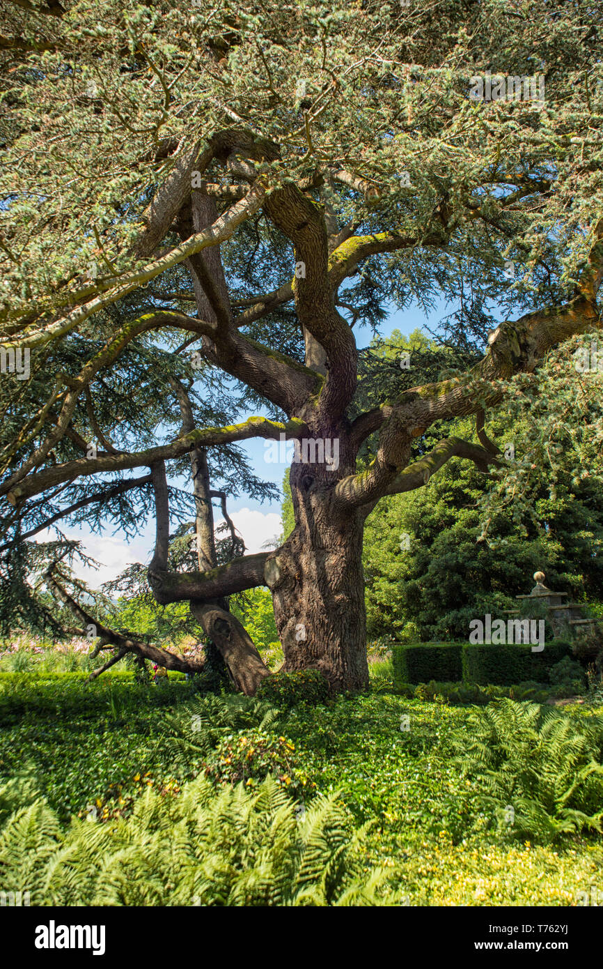 Massive pine tree in Bodnant Gardens, Wales Stock Photo - Alamy