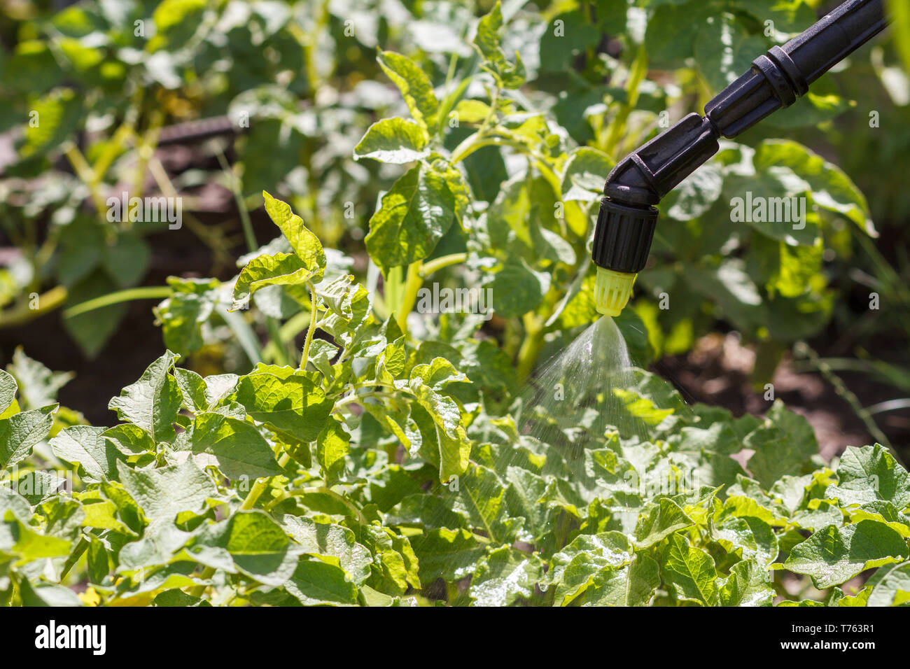 Spraying pesticide tomato hi-res stock photography and images - Alamy
