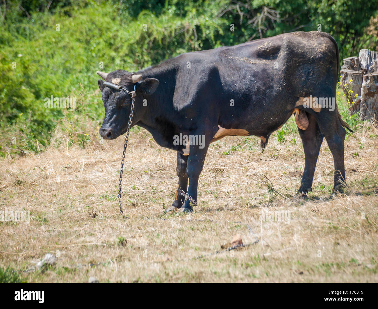 Young black bull tied with an iron chain in rural landscape on the ...