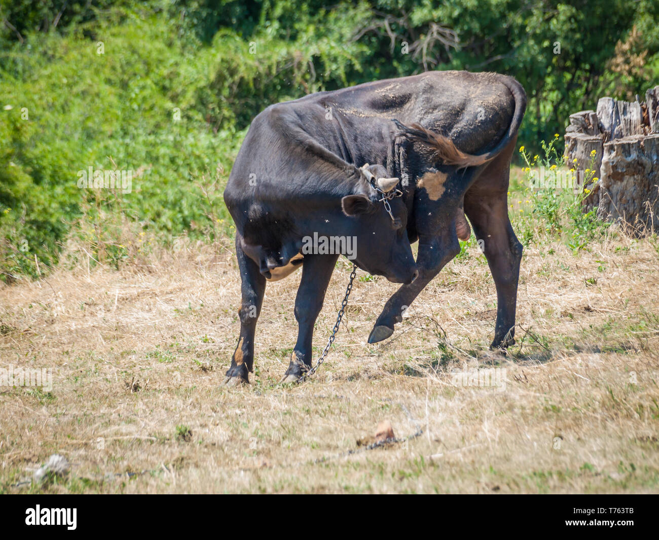 Young black bull tied with an iron chain in rural landscape on the ...