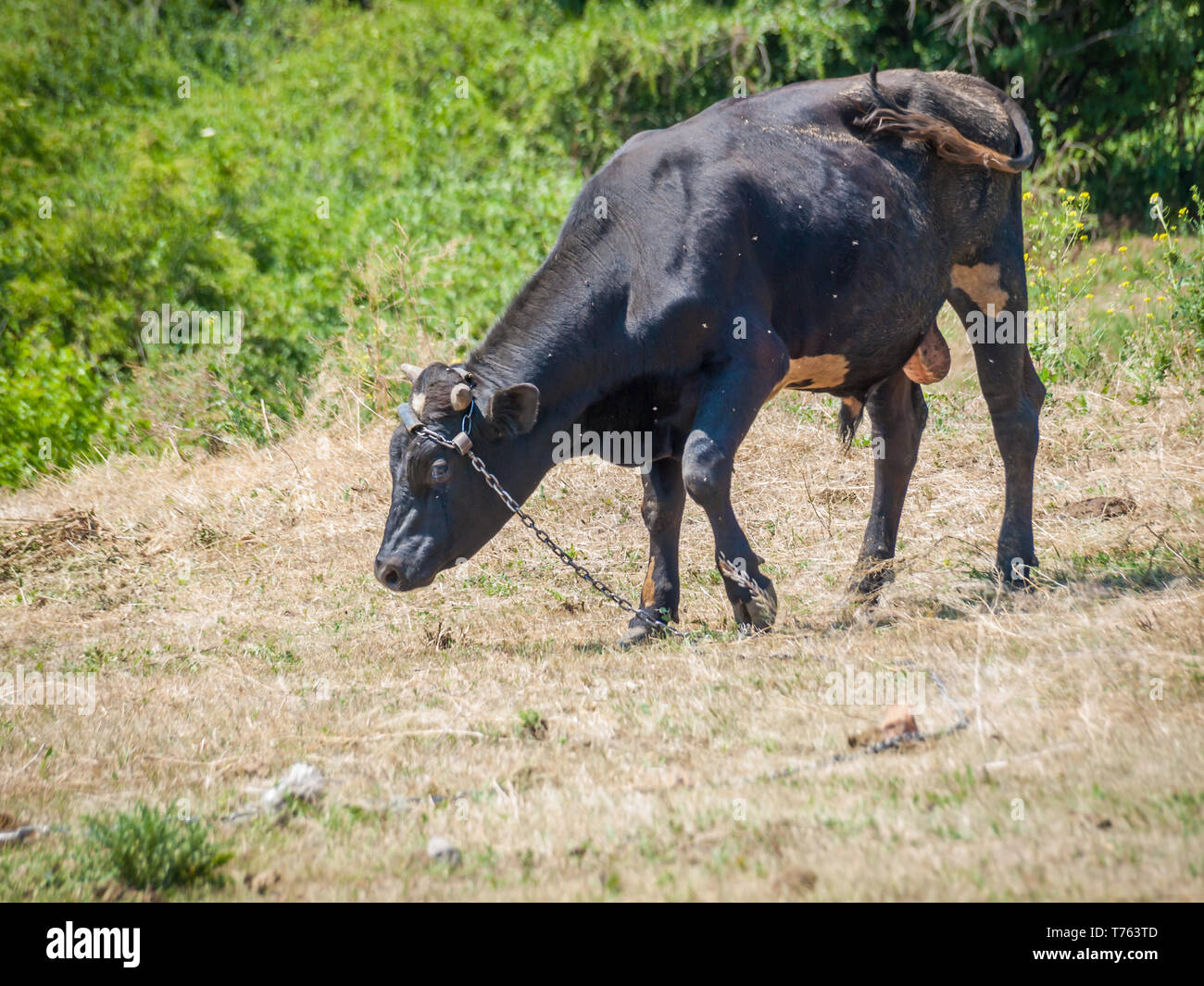 Young black bull tied with an iron chain in rural landscape on the ...