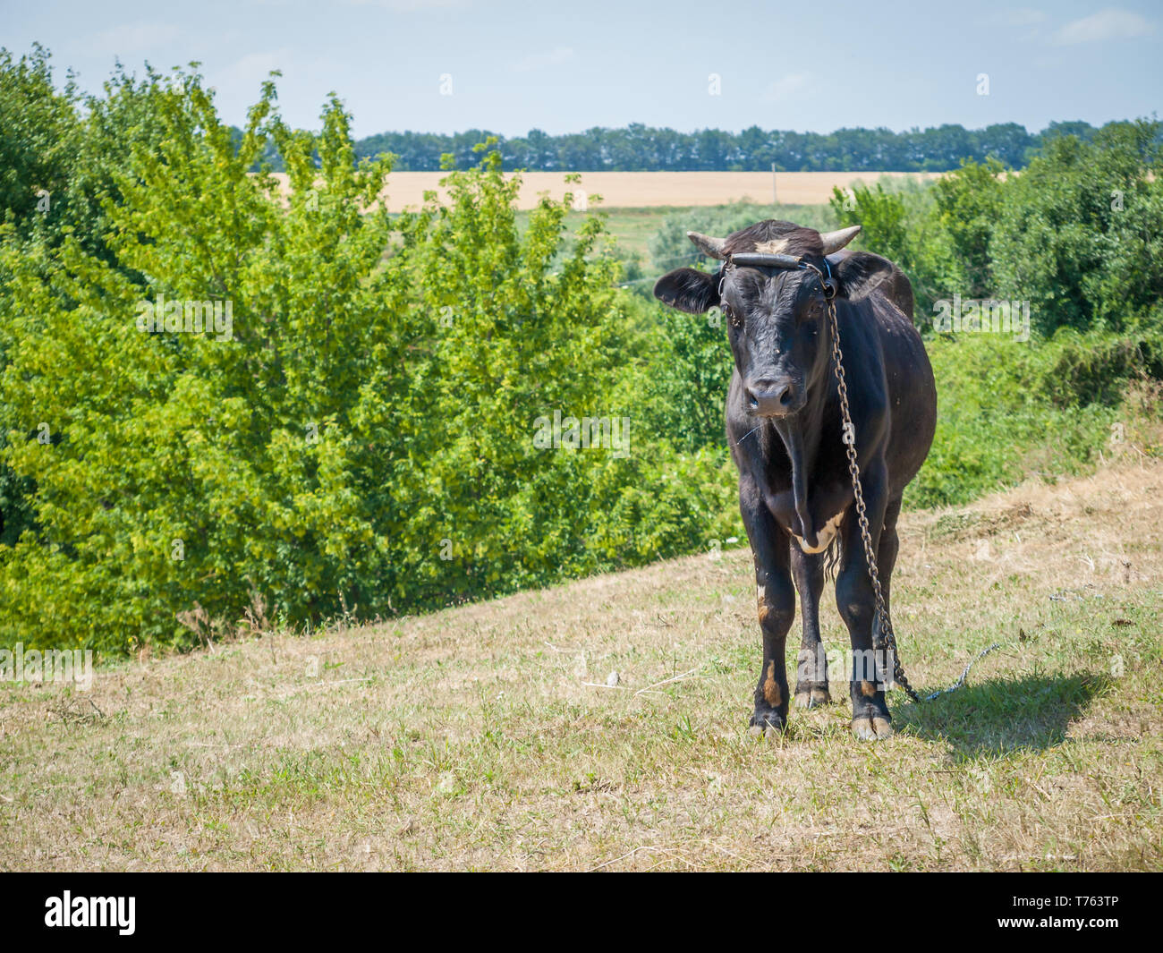 Young black bull tied with an iron chain in rural landscape on the ...