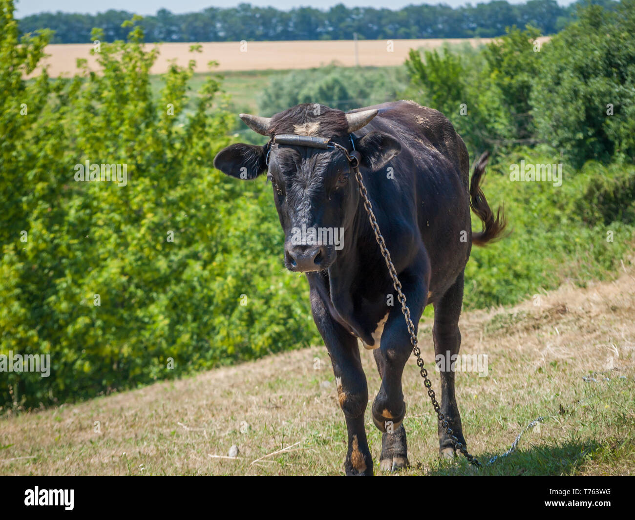 Young black bull tied with an iron chain in rural landscape on the ...