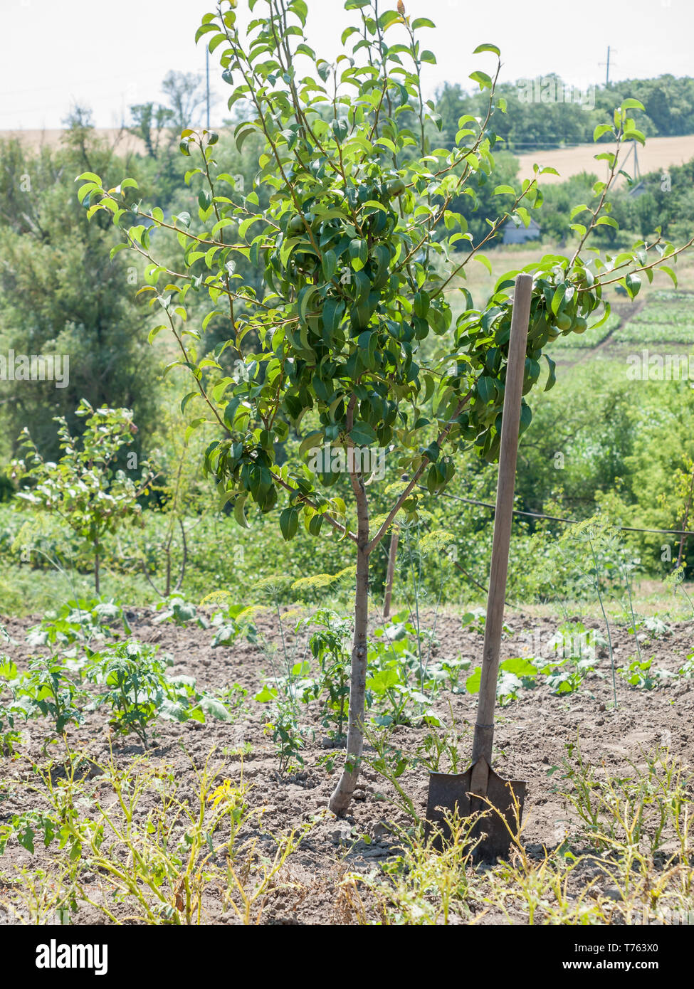 Young pear tree with fruits and shovel in the garden in summer day with ...