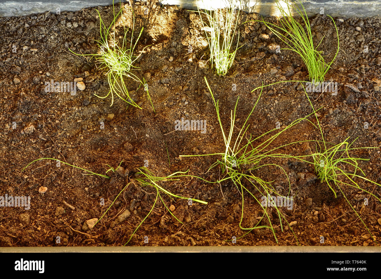 Chives Seedlings High Resolution Stock Photography and Images - Alamy