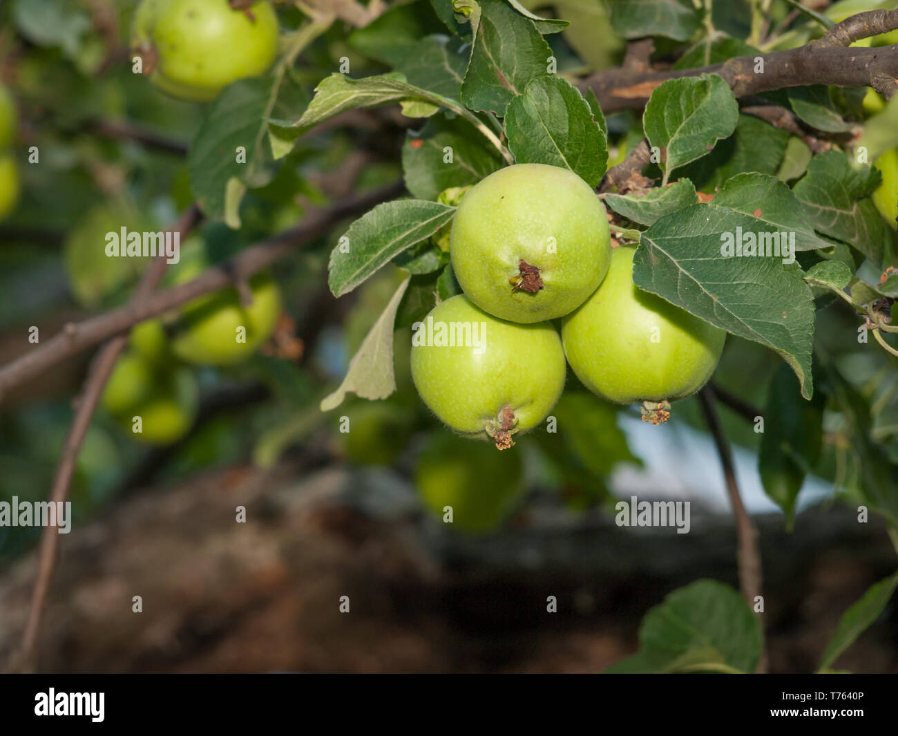 Quince Fruit