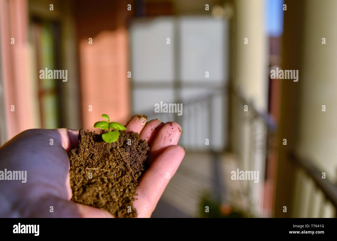 Selective focus, with a blurred background, of a tender basil shoot ...