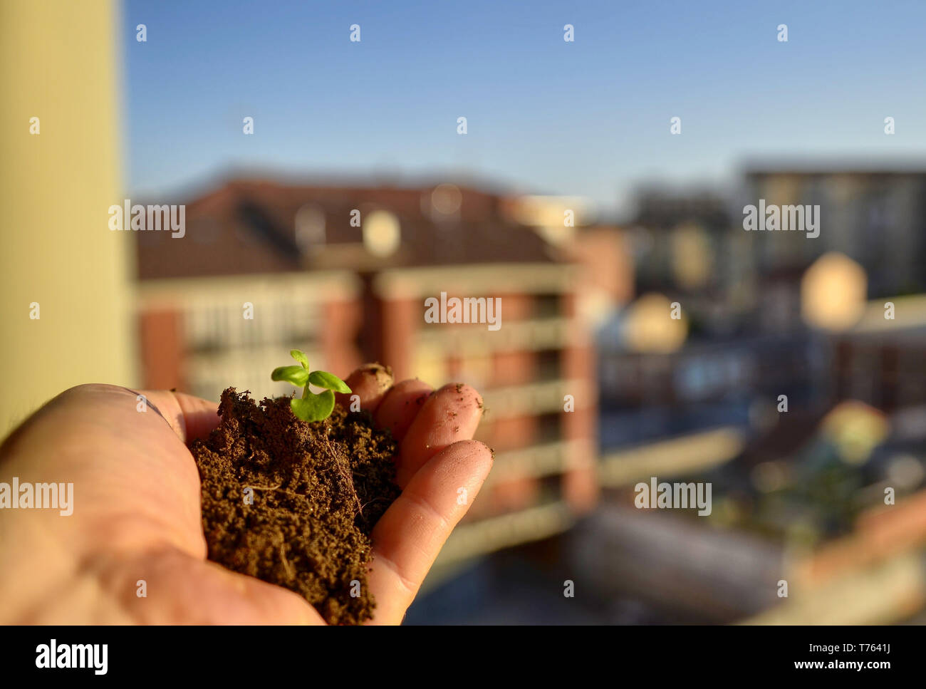 Selective focus, with a blurred background, of a tender basil shoot ...