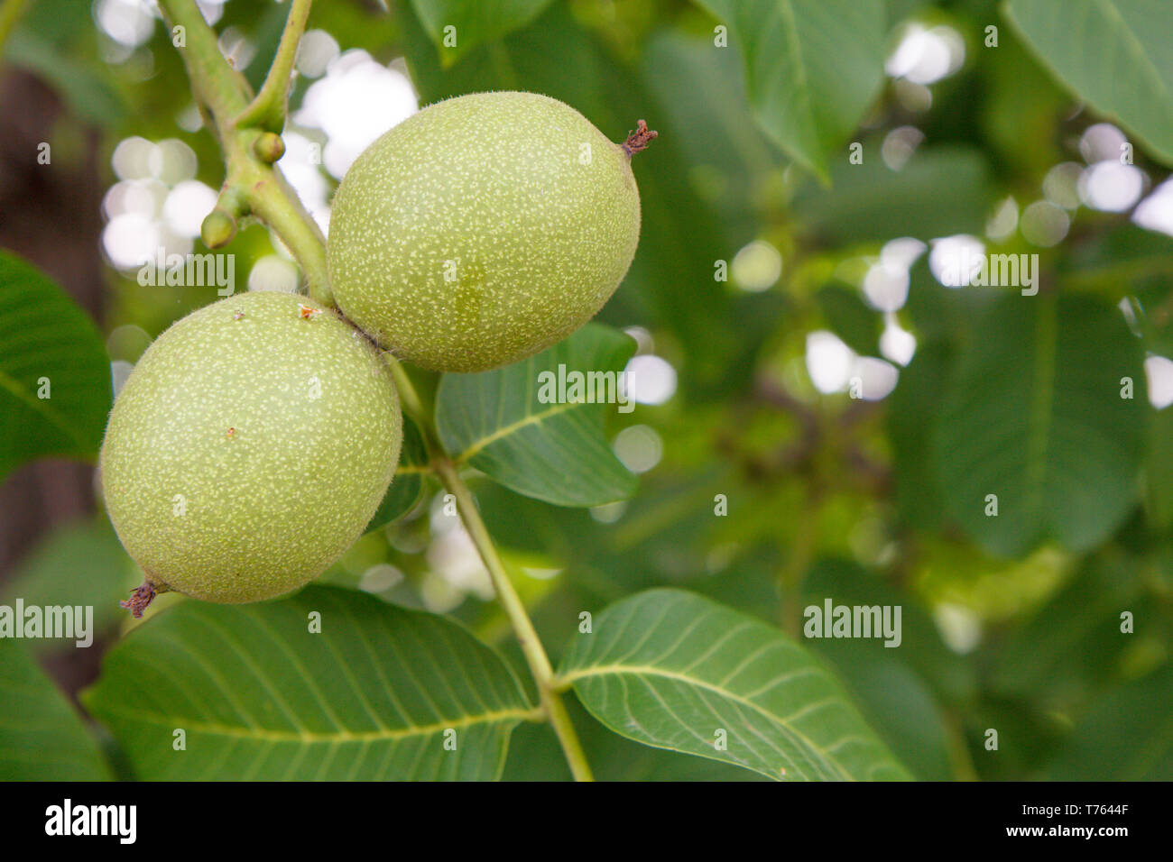 Close-up view of green unripe walnuts on a tree with branches on the ...