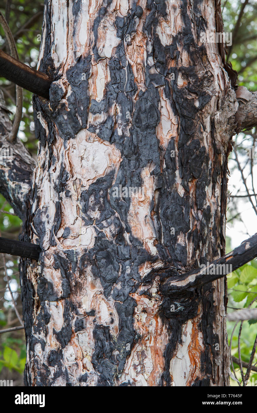 Pine trunk that charred in the fire with damaged tree bark Stock Photo ...